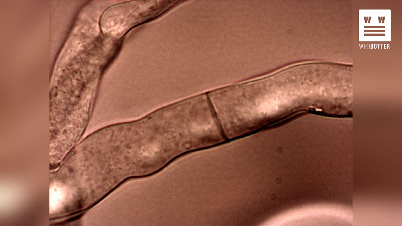 Neurospora crassa - YouTube