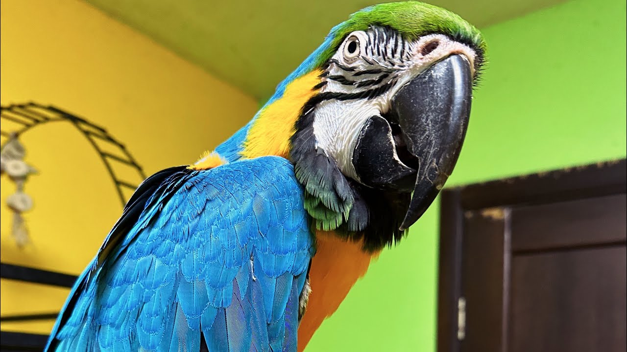 Дуже гарний папуга 🦜 Youtube