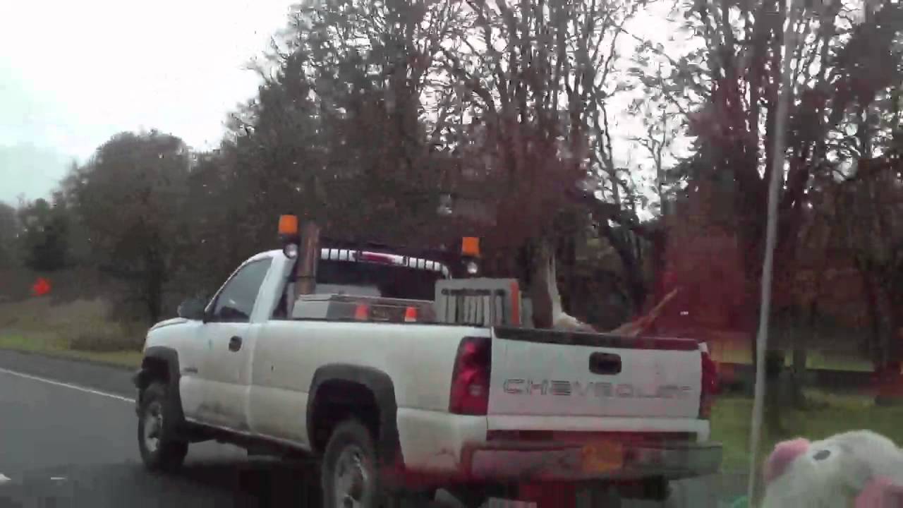 Driving - Roadkill Pickup - YouTube