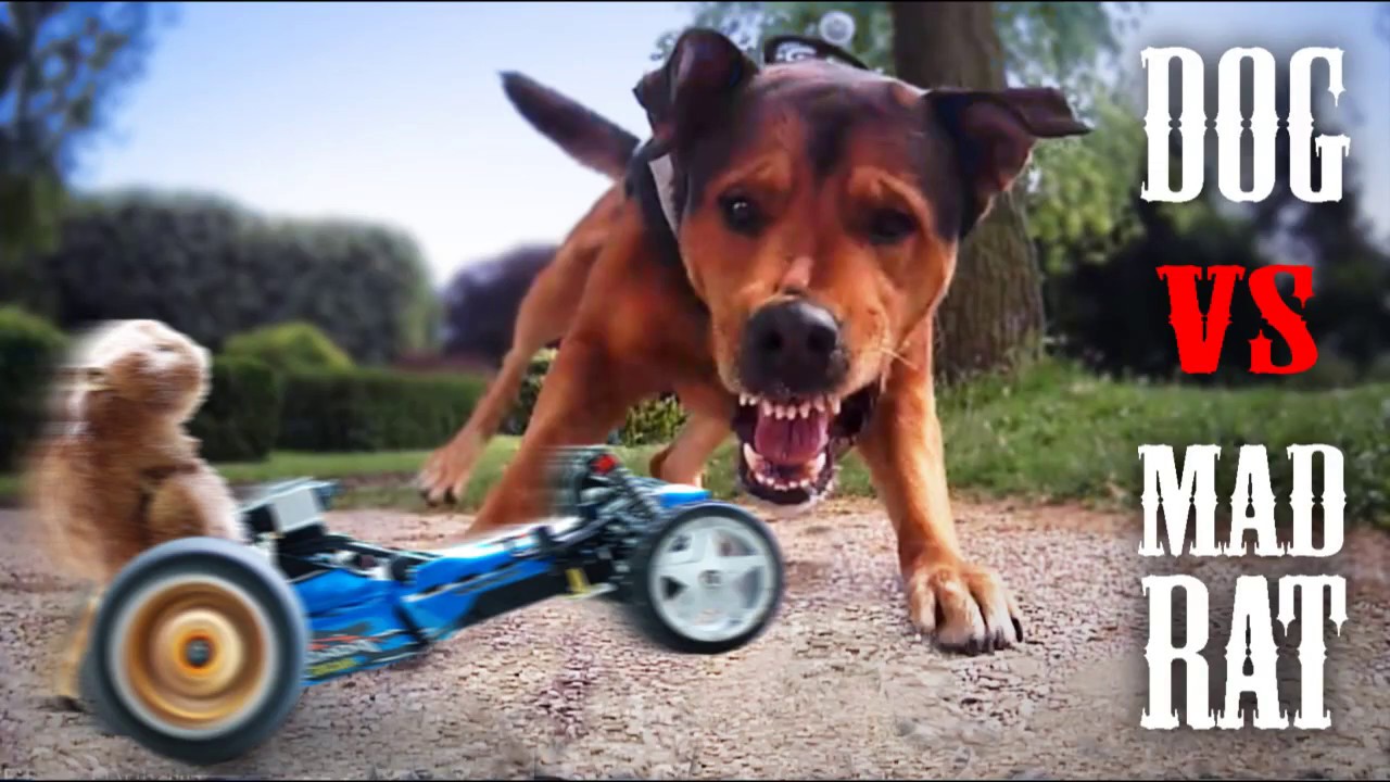 DOG VS RC CAR - YouTube