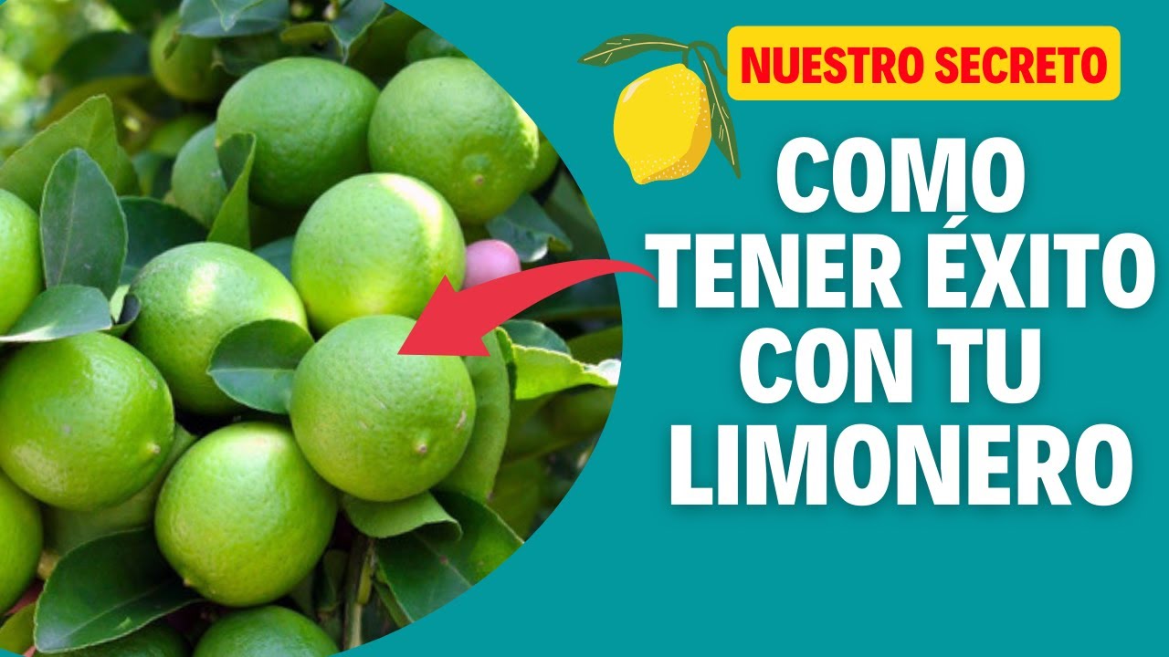 Los Secretos Para Tener Limones Abundantes En Tu Jardín 🌳🍋 - YouTube