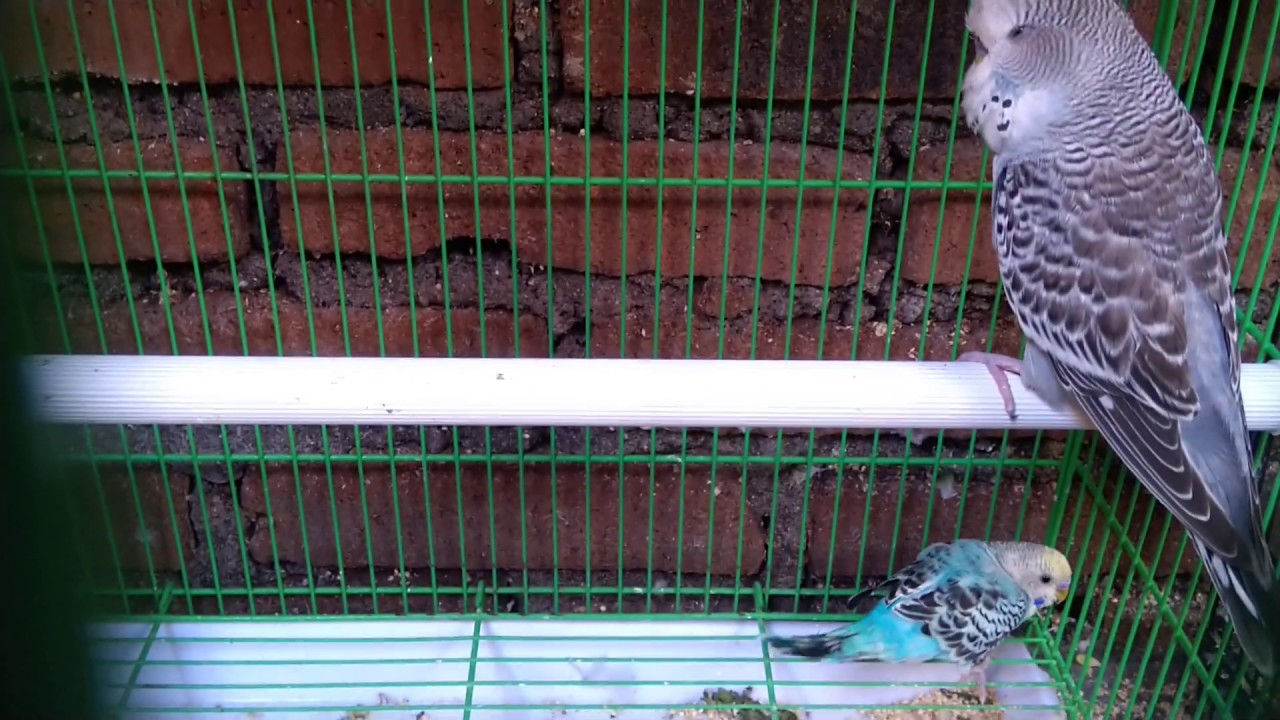 Perbedaan Parkit EB (holland) Dengan Parkit Lokal Dari Segi Fisik # ...