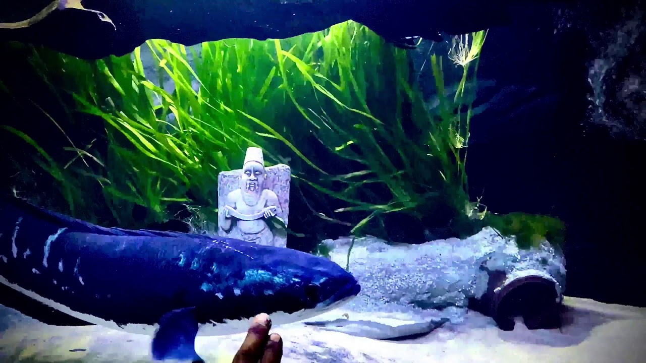 Giant snakehead Aquarium setup / Monster fish tank setup - YouTube