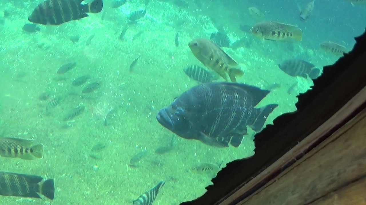 hippo's and fish at st.louis zoo - YouTube
