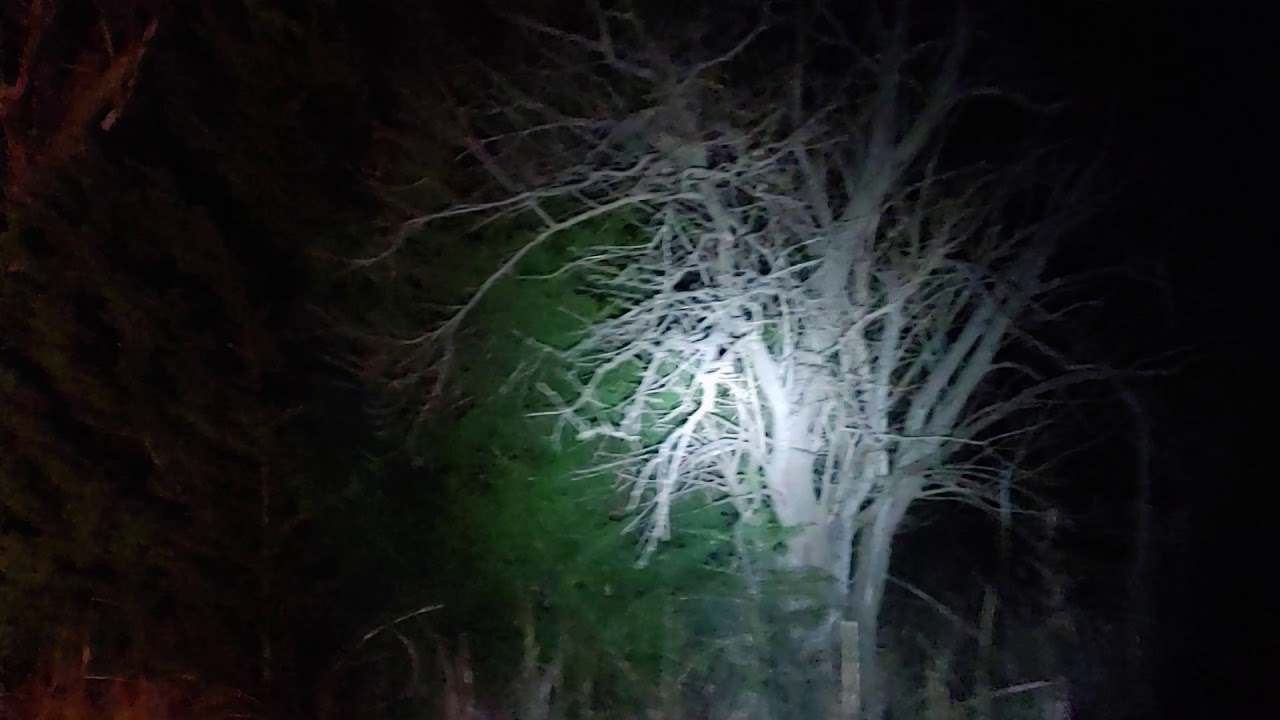 Possible Screams Of The Wildman....Leaving Research Area... - YouTube