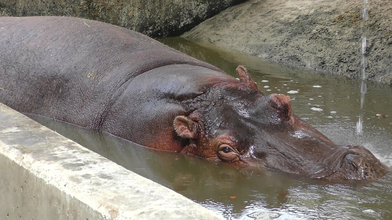 カバ,しろとり動物園,香川県,Hippopotamus,Hipopótamo,दरियाई घोड़ा,河馬,Shirotori Zoo ...