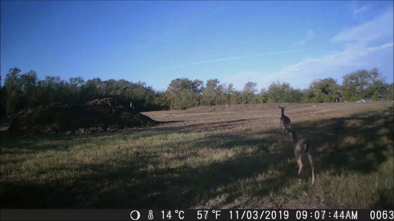 Deer Watching 2019 October-December Part 1 - YouTube