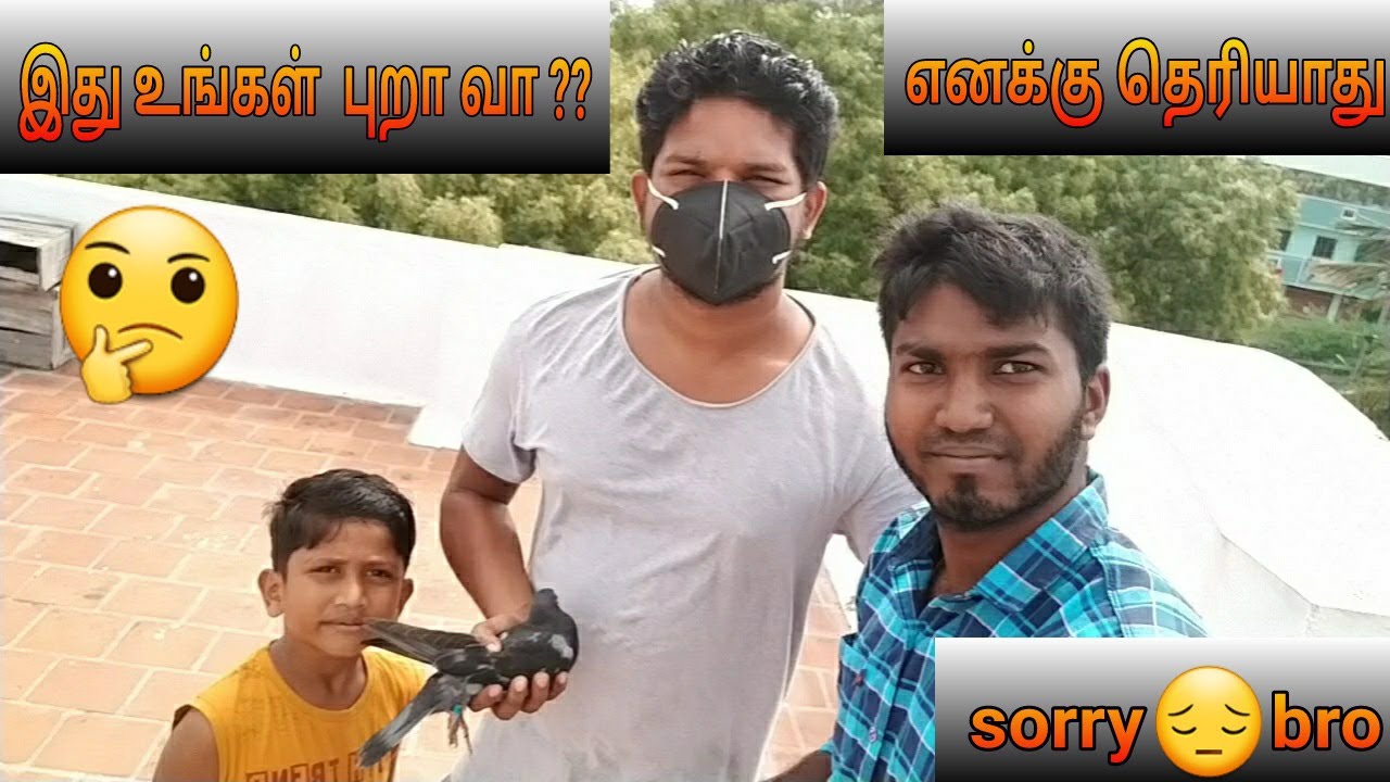 racing romer pigeon handover to owner || pura valarpu tamil video ...