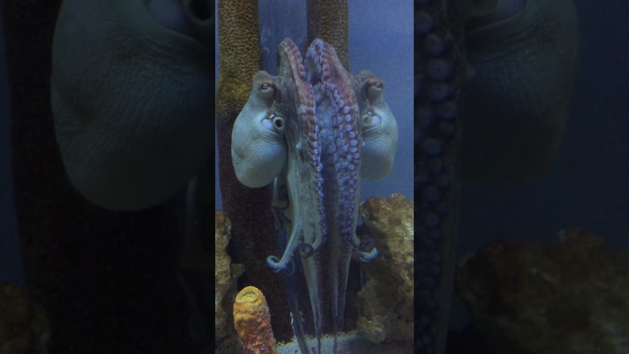 Octopus cleaning gills - YouTube