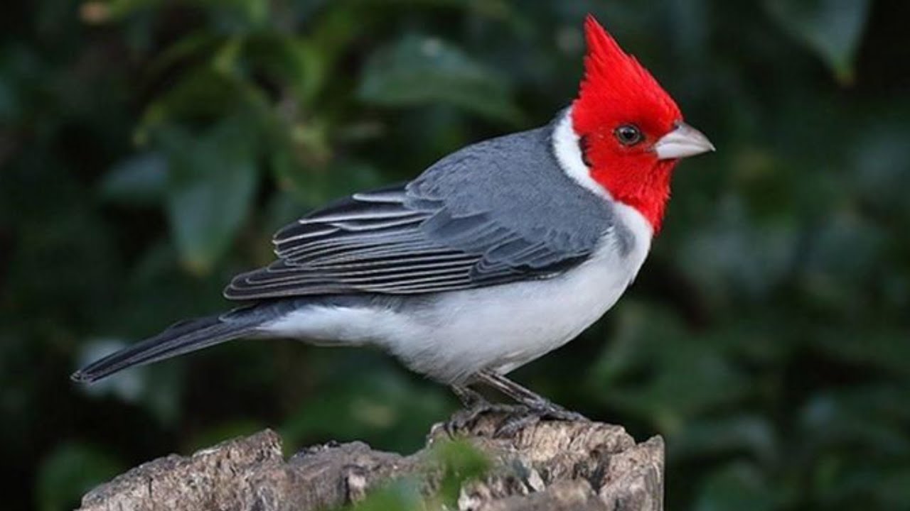 Red-headed Cardinals คาร์ดินัลหัวแดง @enjoylife.9 - YouTube