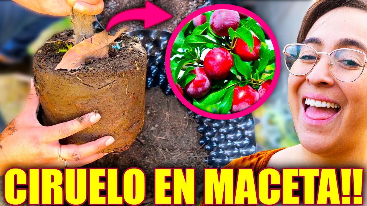 🪴 CÓMO TENER un ÁRBOL de CIRUELA en MACETA 🌳 (Y que de Mucha Cosecha ...