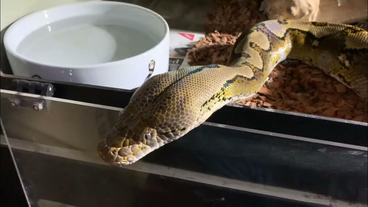 Reticulated Python almost greets me like a dog. - YouTube