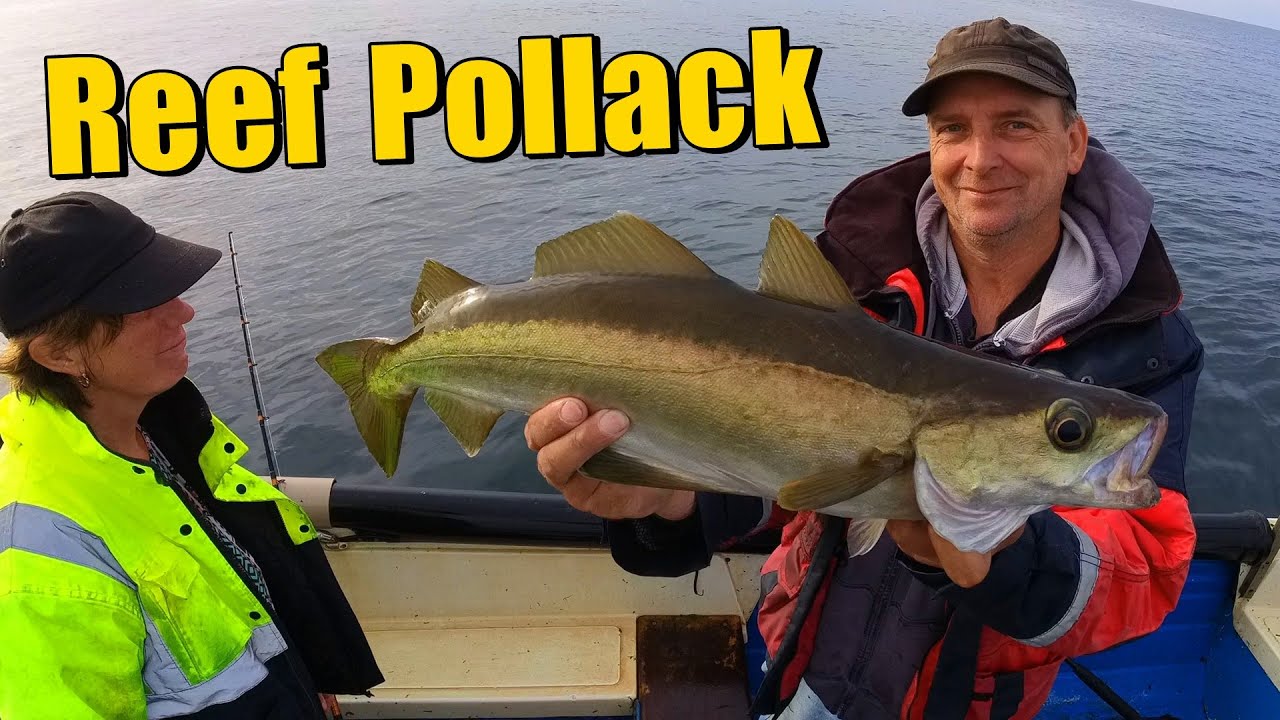 Reef Pollack Fishing at Dawn & New Penn Multiplier Reels - YouTube
