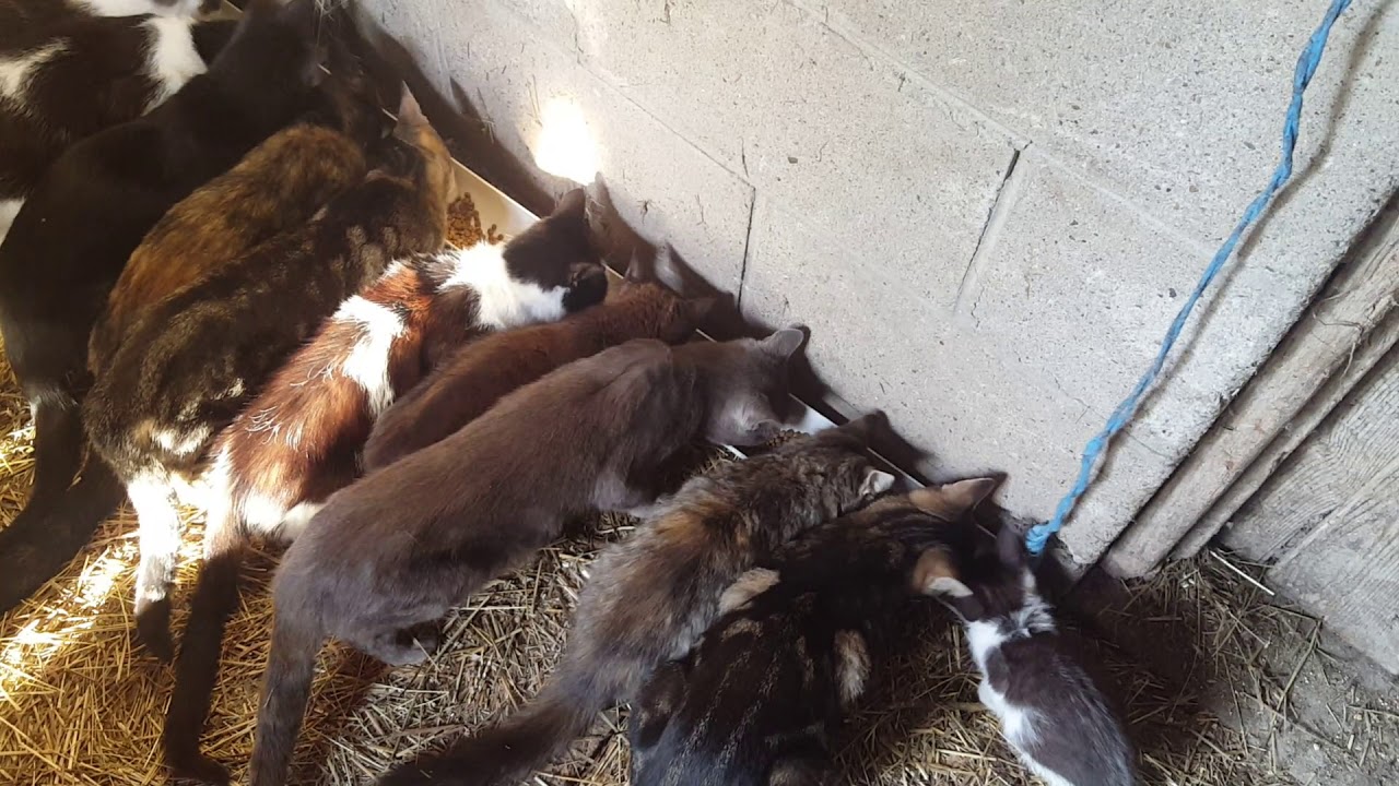 First ever cat feeding trough - feral cats - YouTube