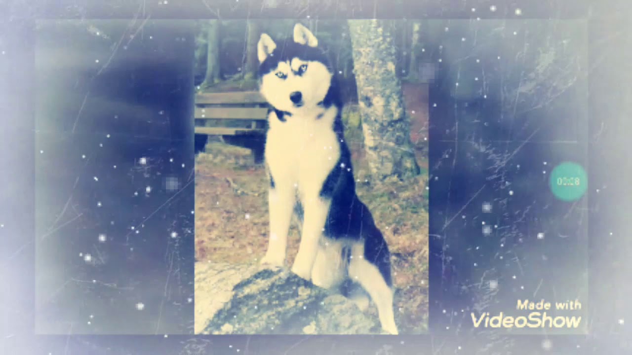 Husky - YouTube
