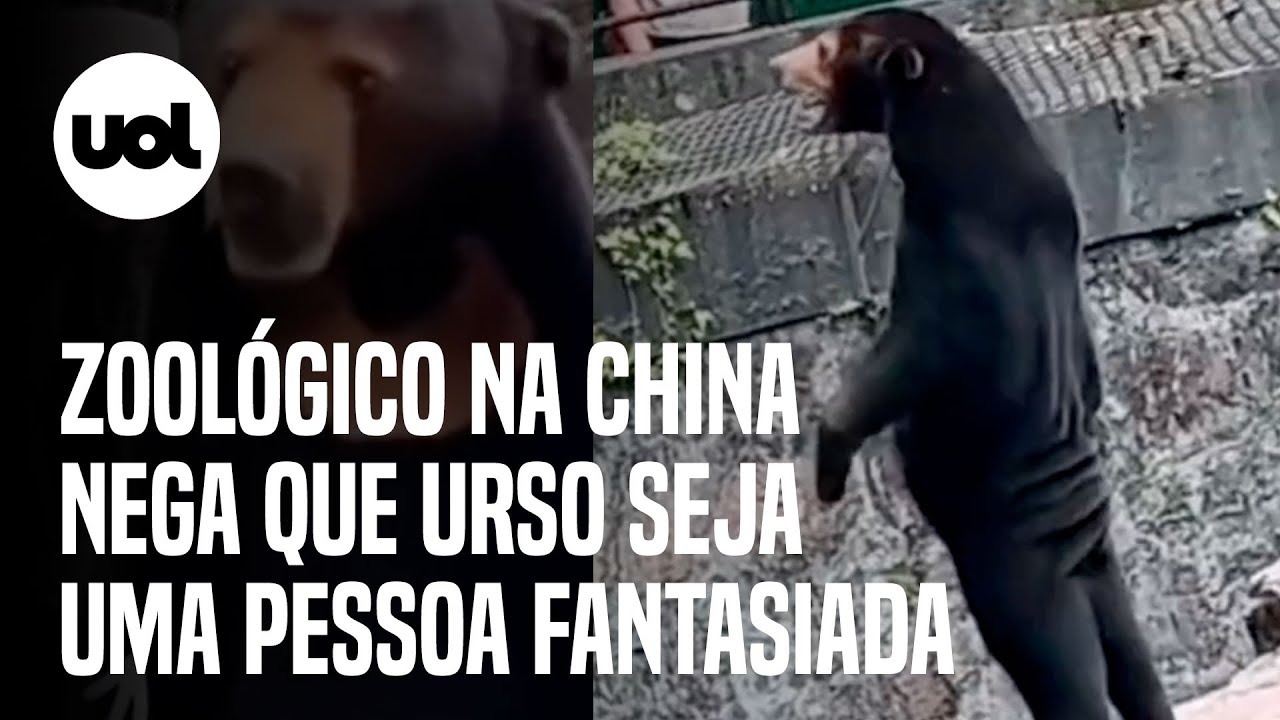 Urso em zoológico na China é acusado de ser uma pessoa fantasiada; veja ...