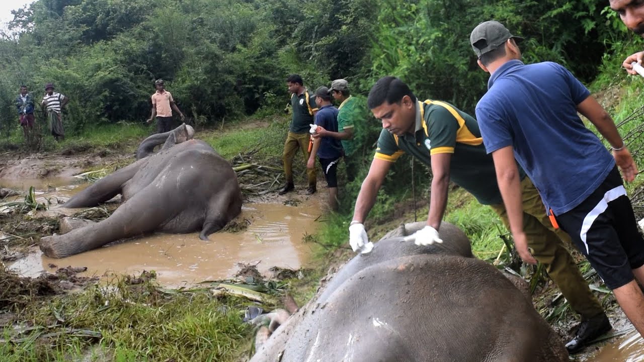 The wounded elephant fallen in the jungle. - YouTube