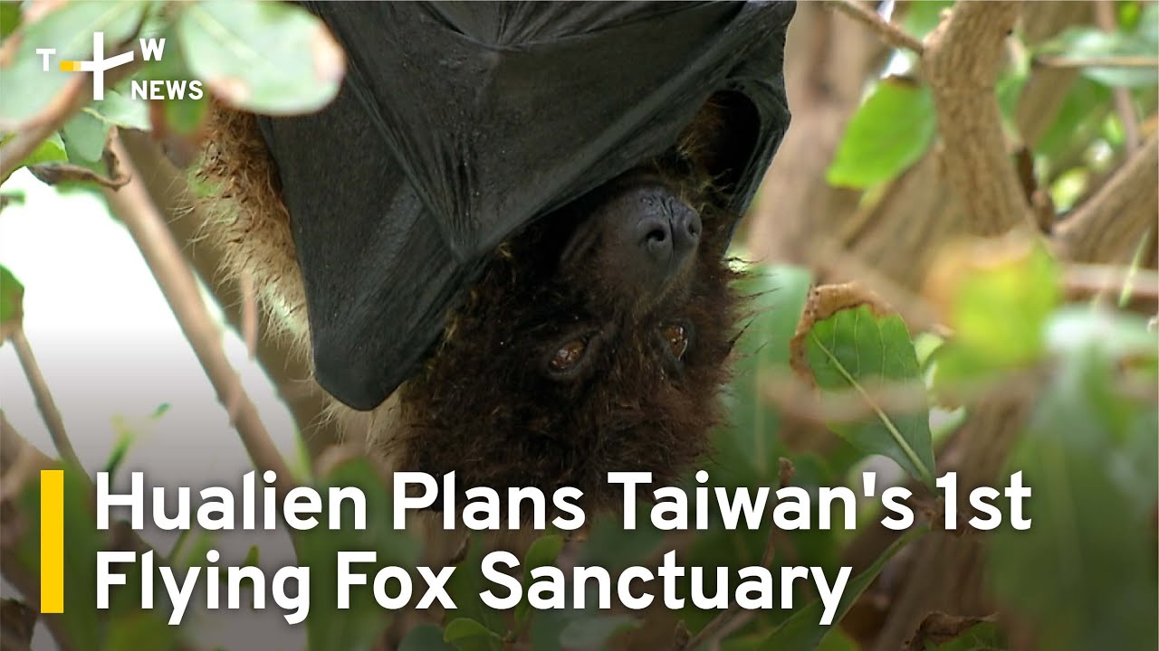 Hualien Plans Taiwan's First Flying Fox Sanctuary | TaiwanPlus News ...