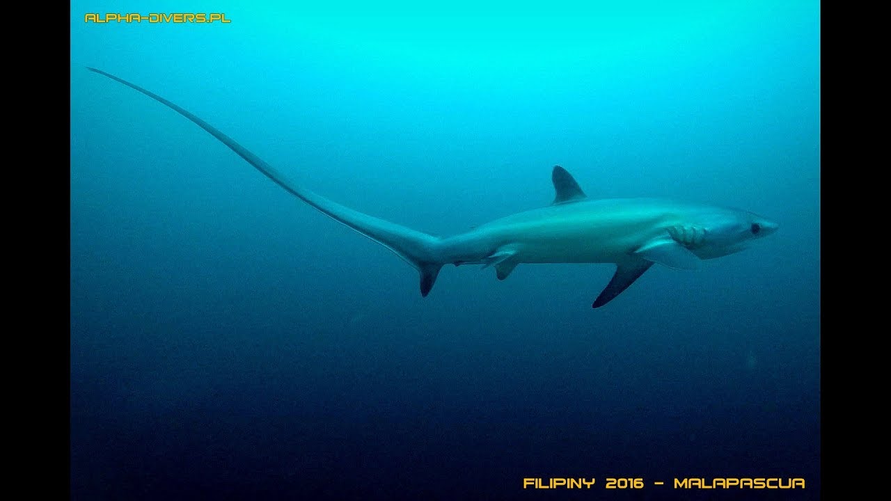 Nurkowanie Filipiny Malapascua Kosogon ALPHA-DIVERS 2016 - YouTube
