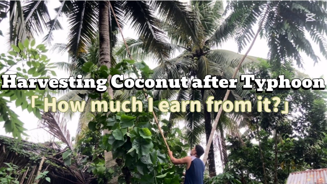 Harvesting Coconut after Typhoon | How much I earn from it? | Province ...