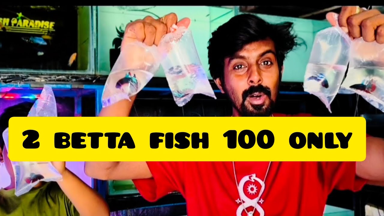 Betta fish offer price onu vanguna onu free # Salem #fish Paradise ...