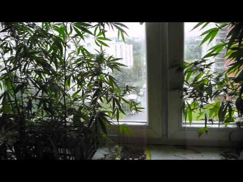 Windowsill cannabis grow continued - YouTube