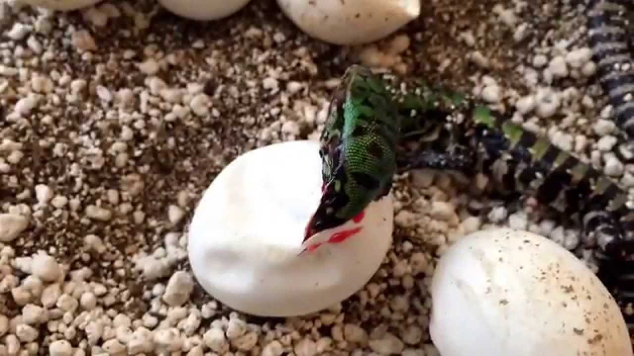 Black and White Tegu hatching - YouTube