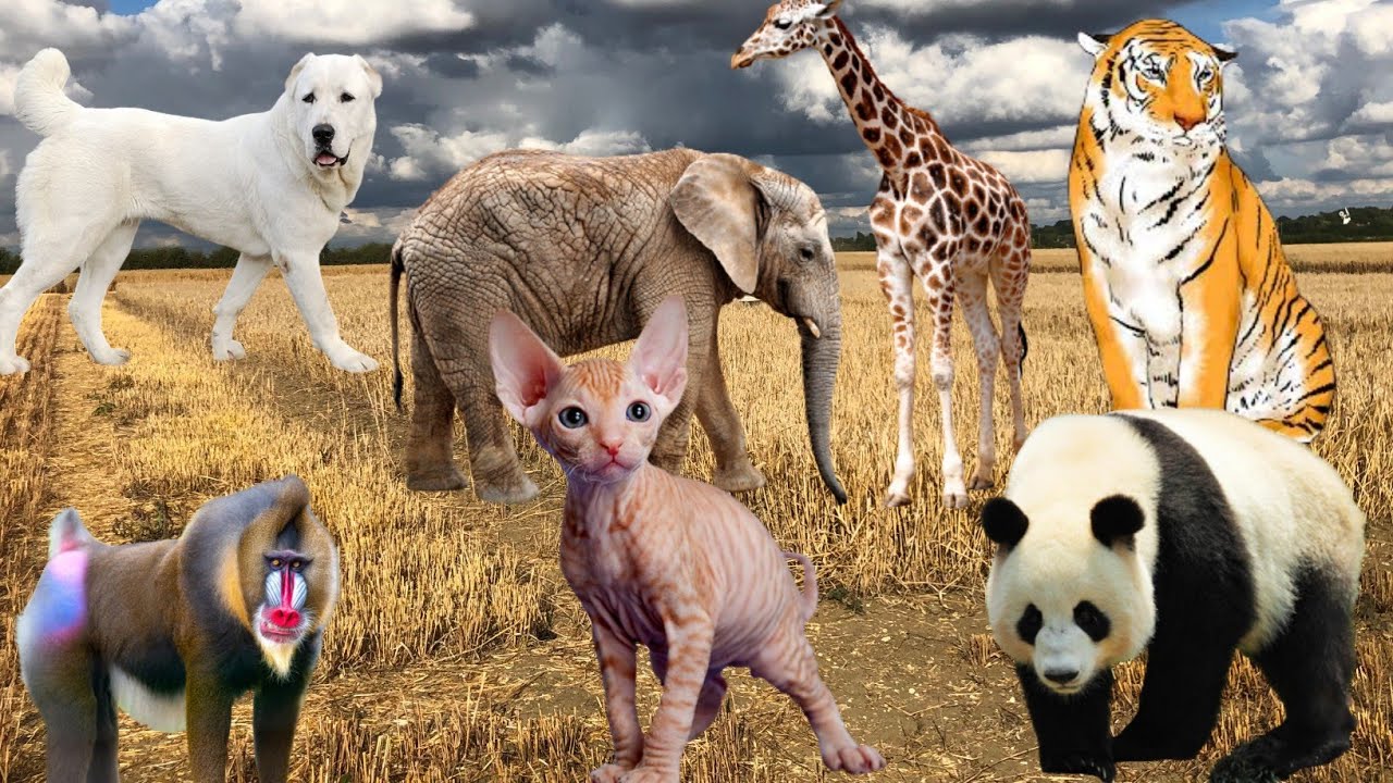 funny moment pets and animal sound video. elephant. cats. dogs. fish ...