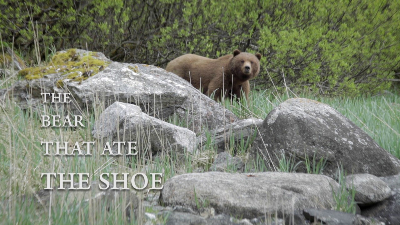 GRIZZLY ENCOUNTER IN ALASKA - A Funny Bear Encounter in the Wilderness ...