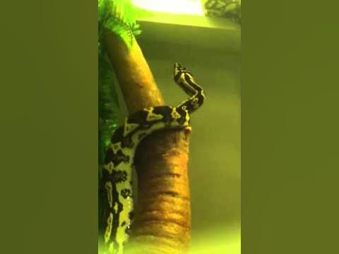 Jungle Carpet Python shedding - YouTube