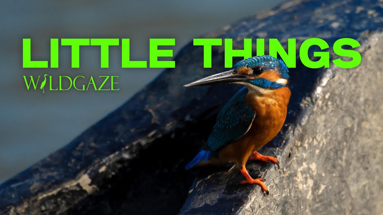Little Things | Earth's Little Creatures | Birds Of Kerala | WildGaze - YouTube