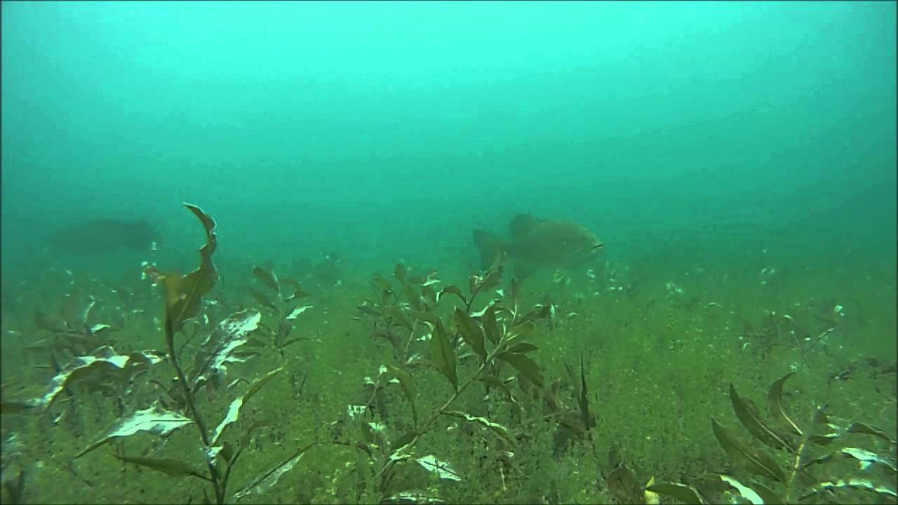 Higgins Lake, GoPro3, Dogfish Hunts and Eats Crayfish - YouTube
