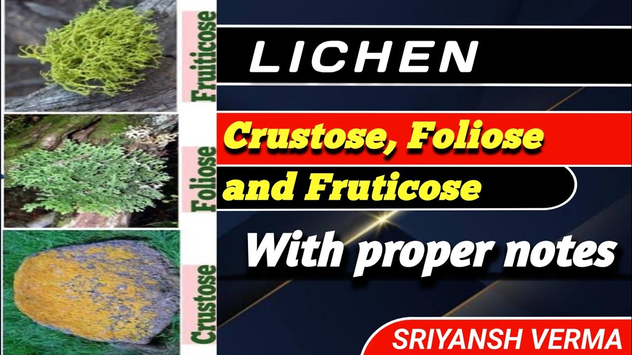 Lichen /crustose, Foliose, and Fruticose/how to draw in practical file ...