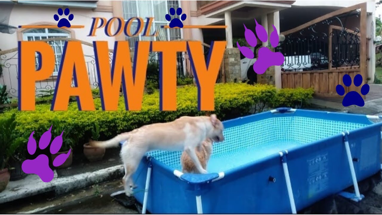 POOL PAWTY | Our dogs have their own swimming pool - YouTube