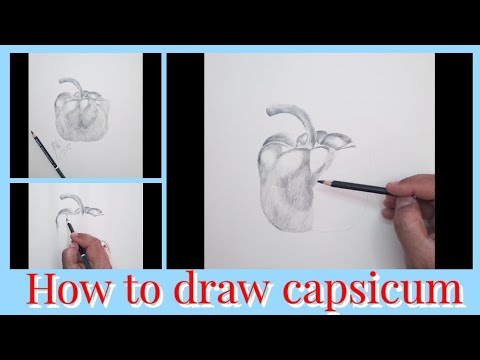 How to draw capsicum || Easy Drawing || - YouTube