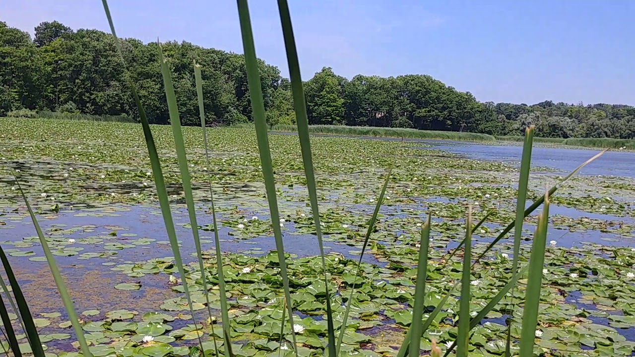 Rouge Marsh, Toronto - YouTube