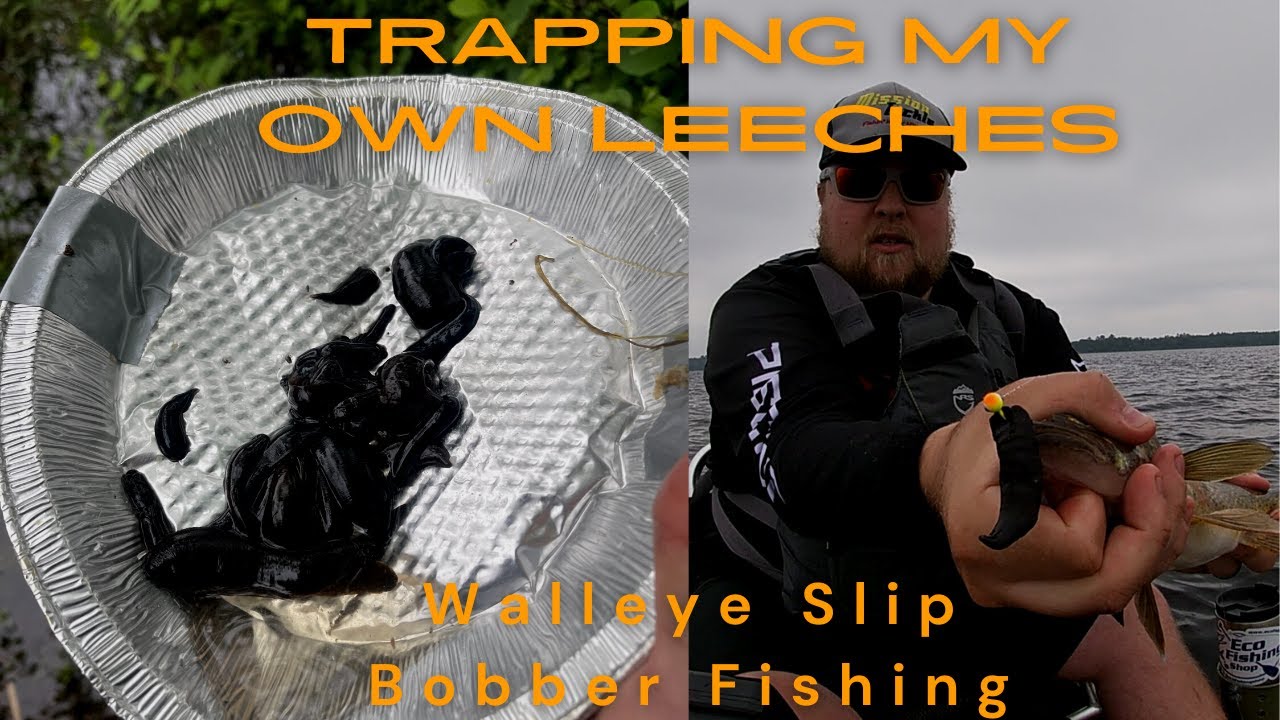 Trapping My Own Leeches to Slip Bobber Fish Walleyes (I Fell in) (Catch ...