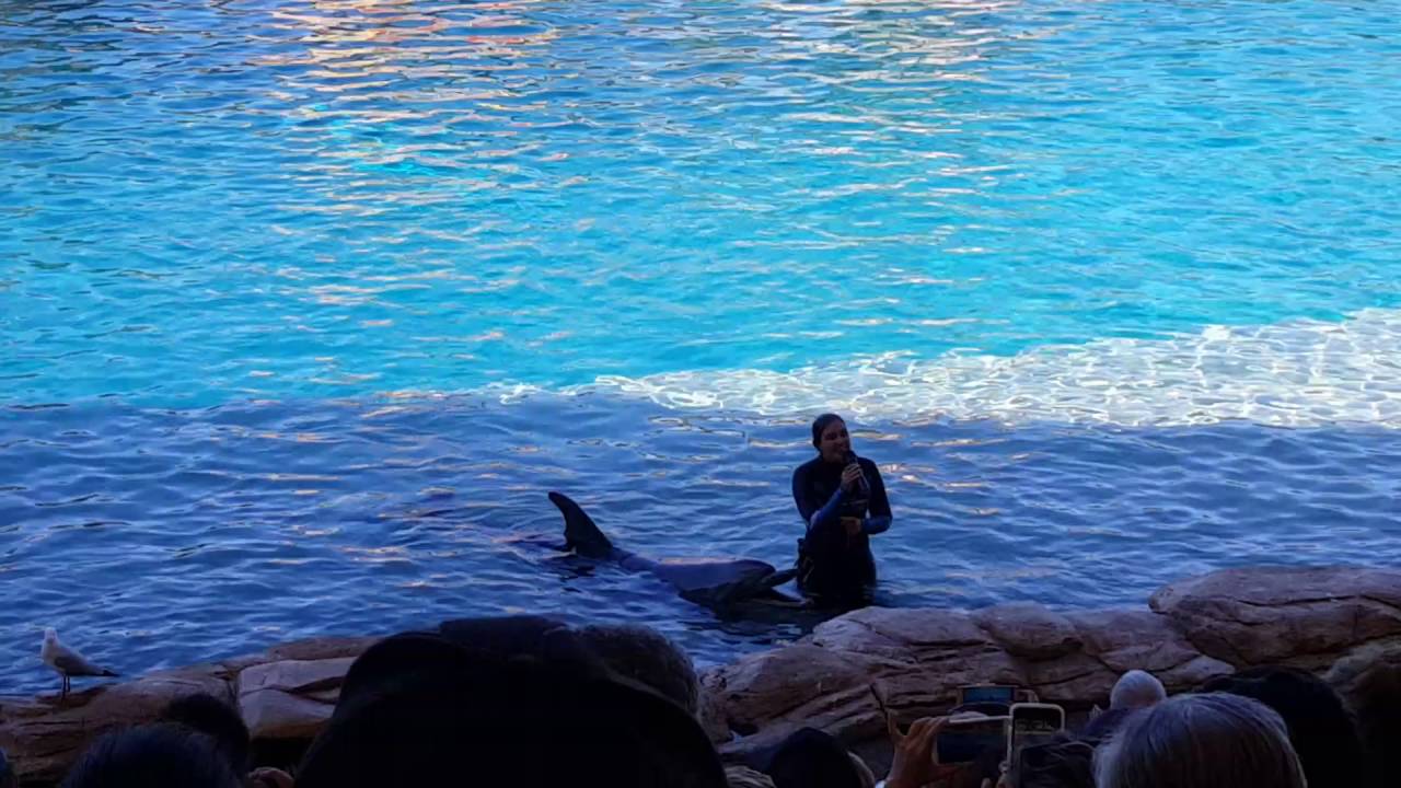 Queensland - Sea World - Dolphin Show - YouTube