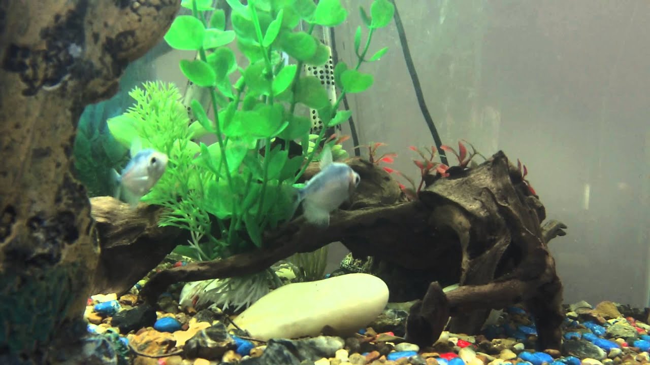 a day in the life of fish - YouTube