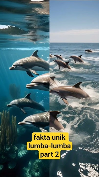 fakta unik 🐬#faktaunik #faktamenarik #shorts #shortvideo #shortsfeed #viral #fyp #news - YouTube