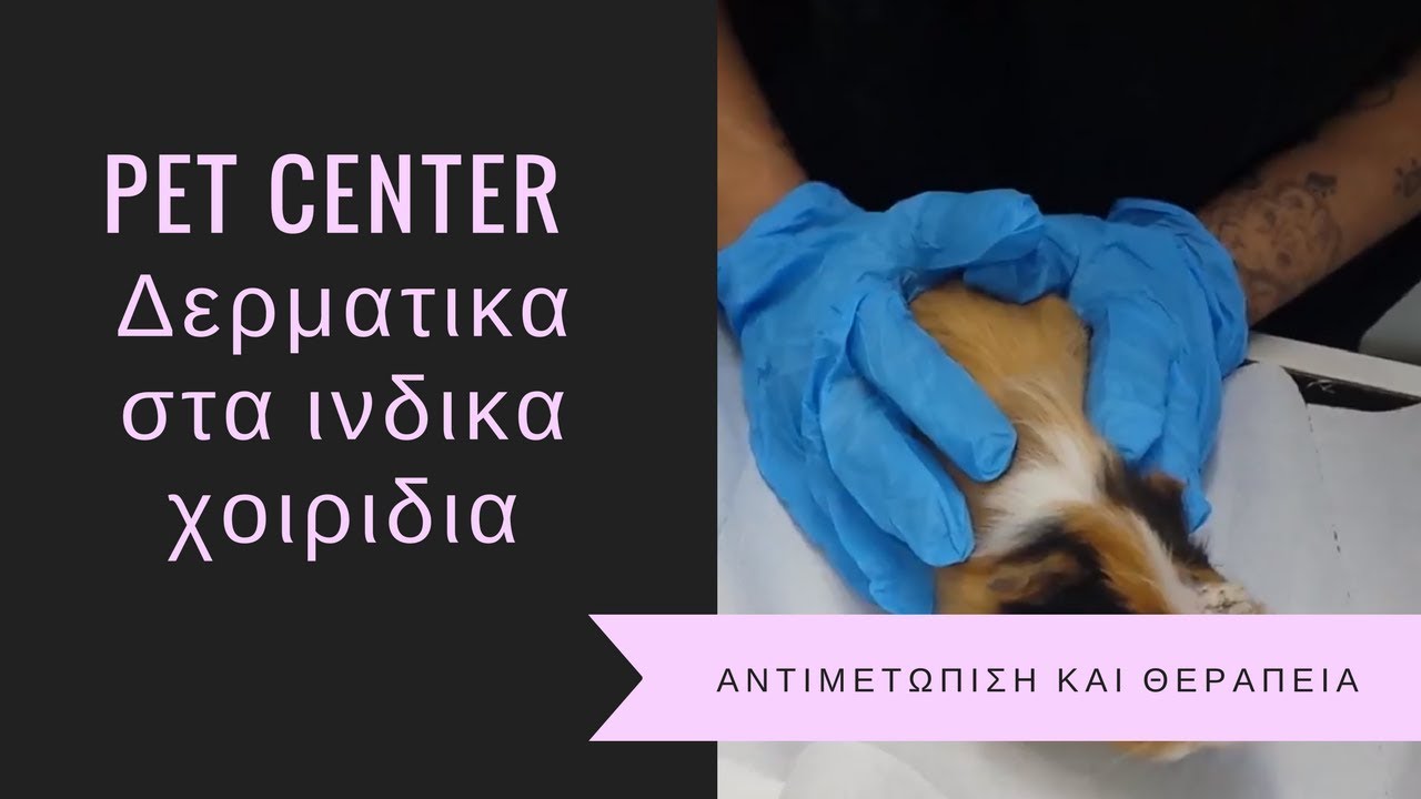 Pet Center δερματικα στα ινδικα χοιριδια - YouTube