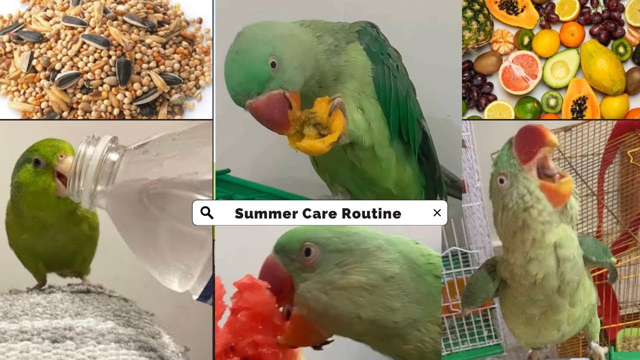 How to take care of Parrots in Summer | Parrot Summer Care Tips - YouTube