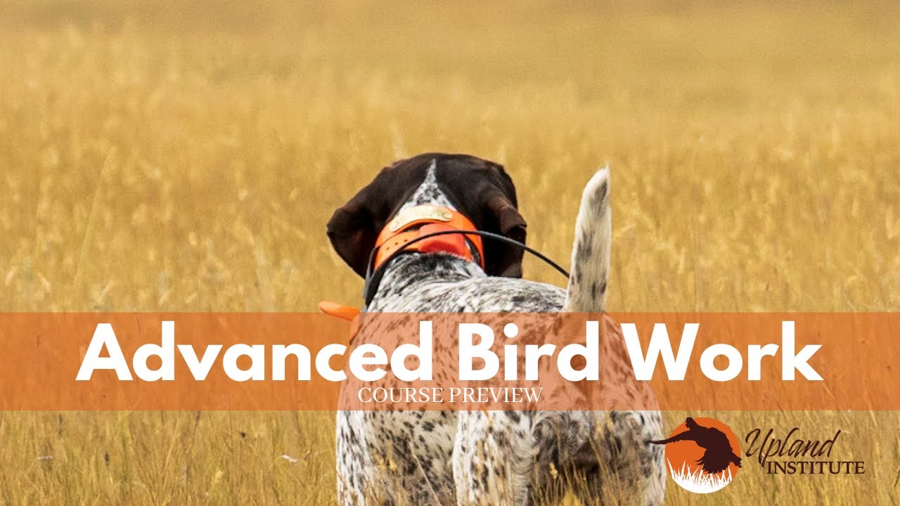 Upland Institute: Advanced Bird Work Course Preview - YouTube