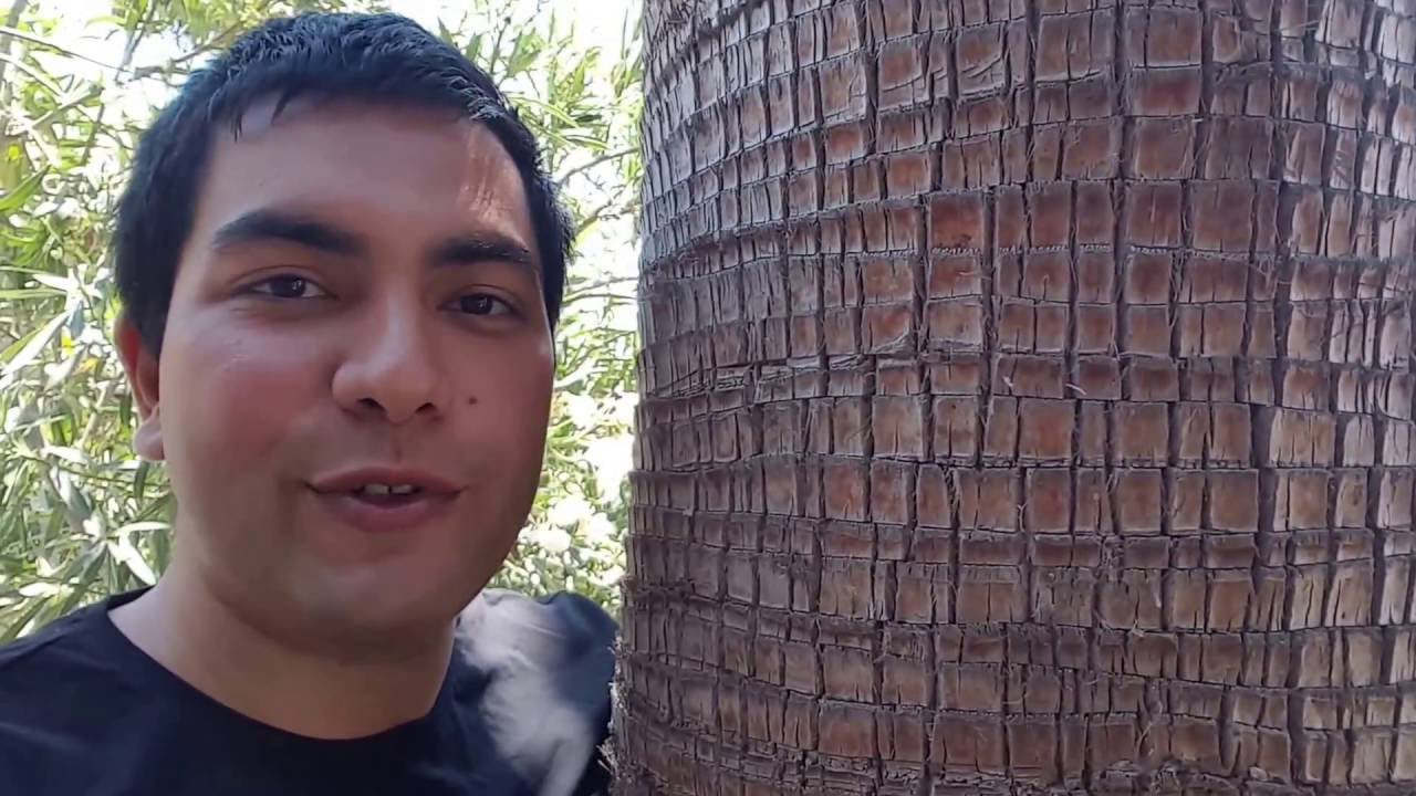 How To Trim Palm Tree s Leaves YouTube How To Trim Palm Tree s Leaves YouTube