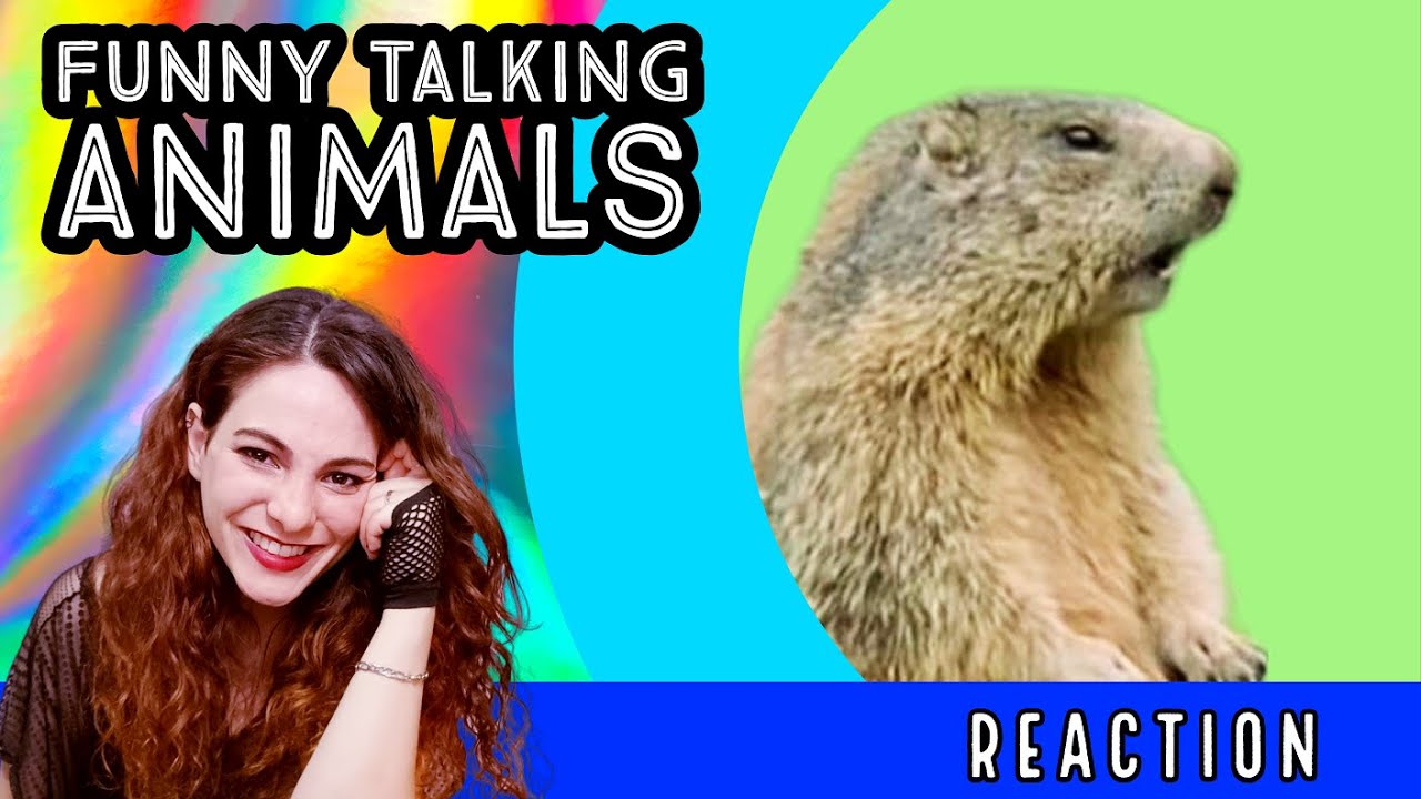 FUNNY TALKING ANIMALS - Special Best Of! - Reaction! - YouTube