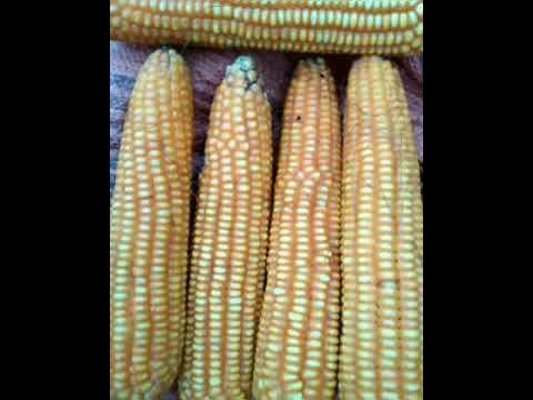 Hnub no mus ntais pob kws lawm nawb sab heev o - YouTube