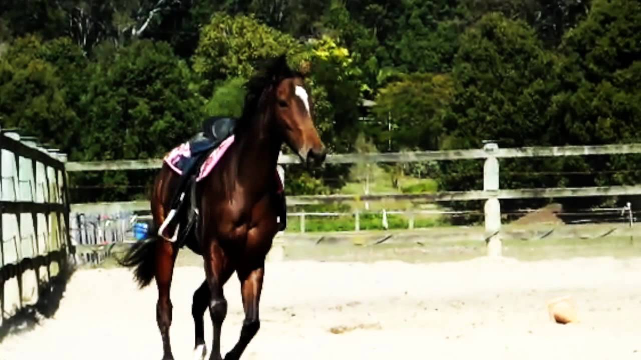 Bobby | Phoenix Sting | - YouTube