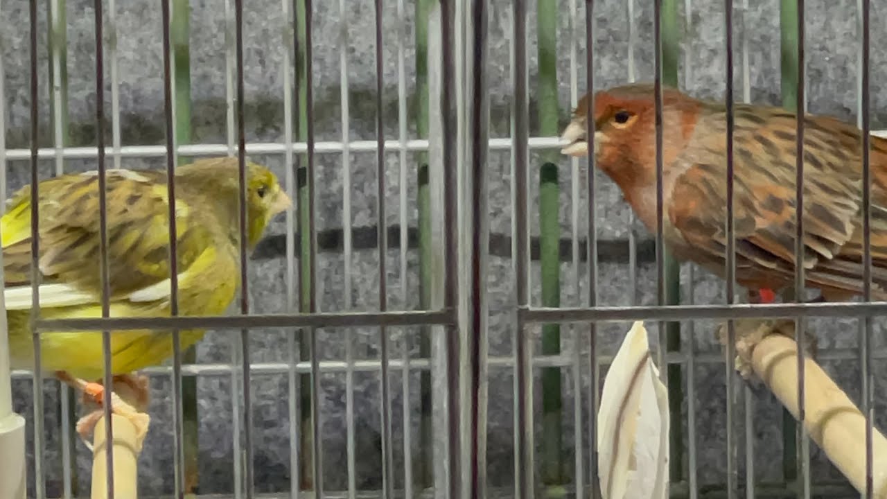 Canary singing canary songs and red canary #canarioterra #ave # ...