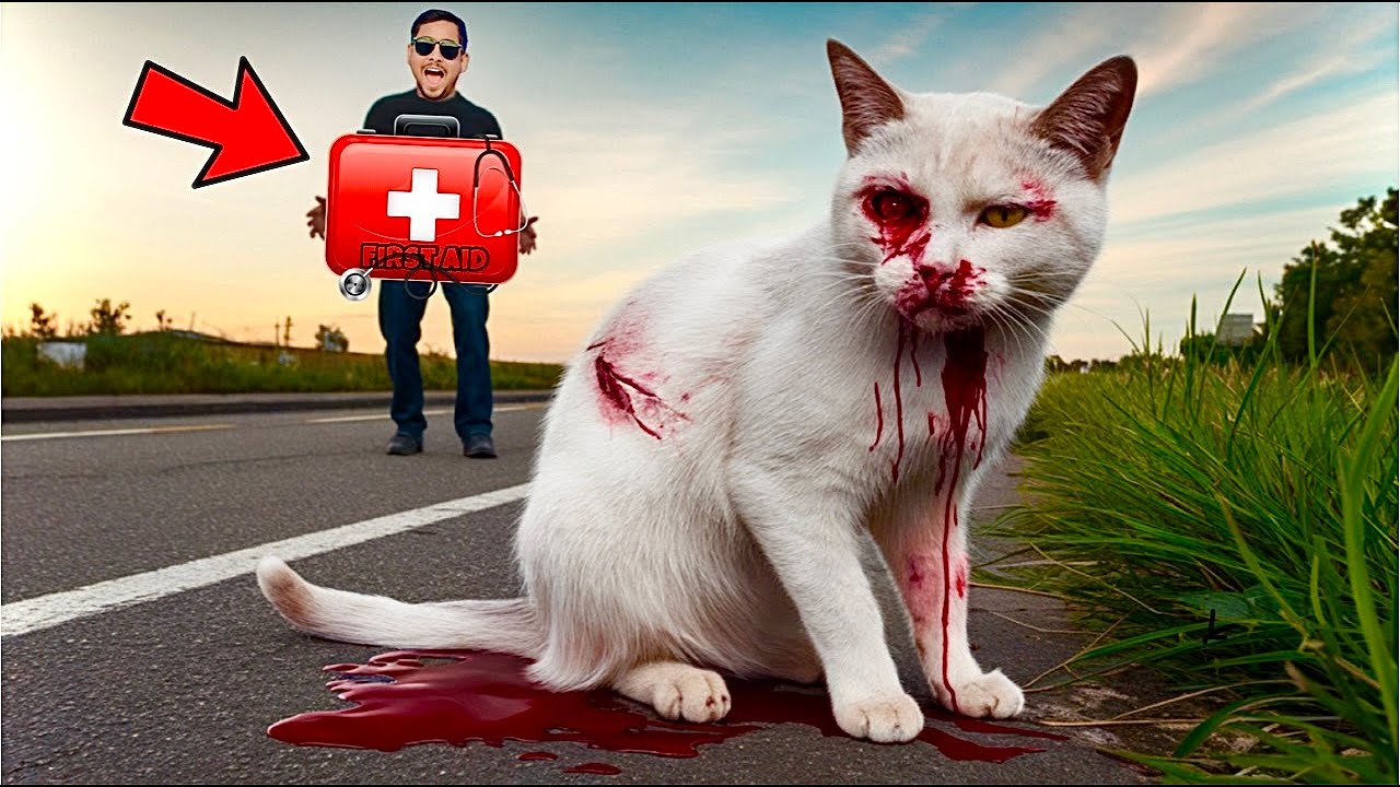 Rescue Brutally Injured Cat From Road 🥺 Recovering It From Death - YouTube