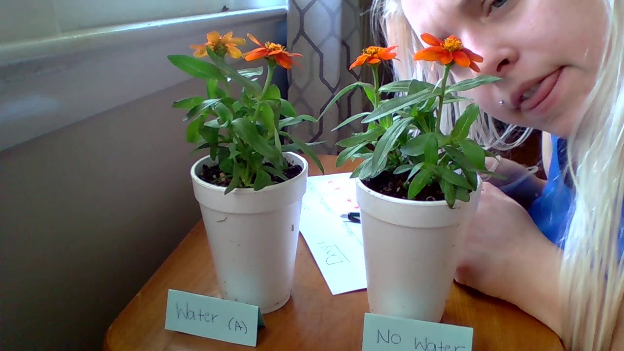 Day 2 Plant observation - YouTube